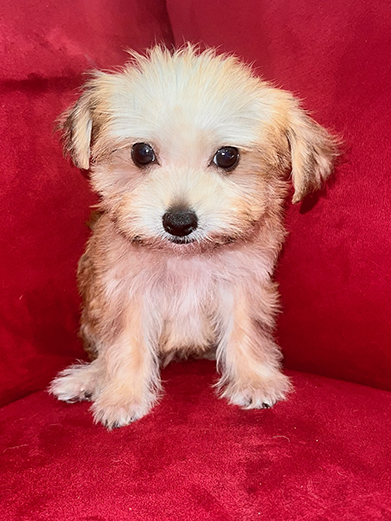 Pocket Puppies Pleasant Prairie Wisconsin - Available Puppies